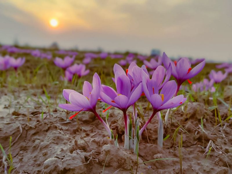 India Kesar Company – Best Kesar