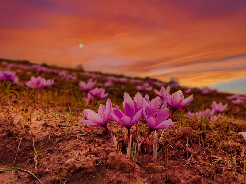 India Kesar Company – Best Kesar